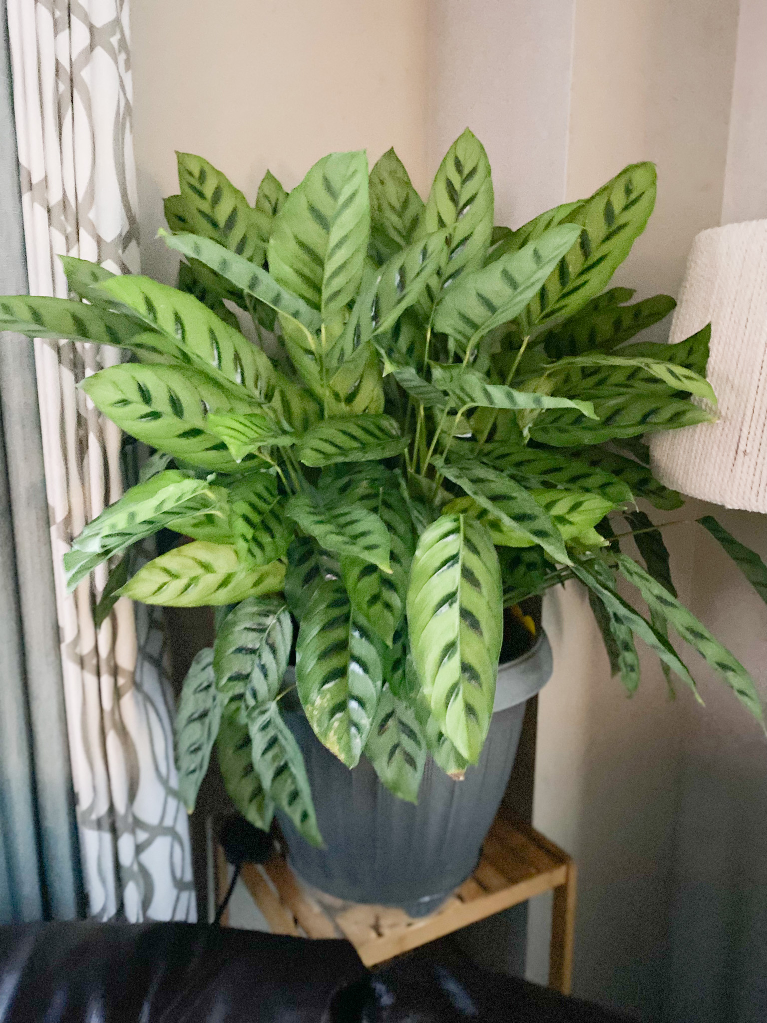 The Ultimate Guide to Indoor Plants